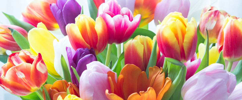 Alison Stuart Flower Design Paisley Florist 0141 258 2570